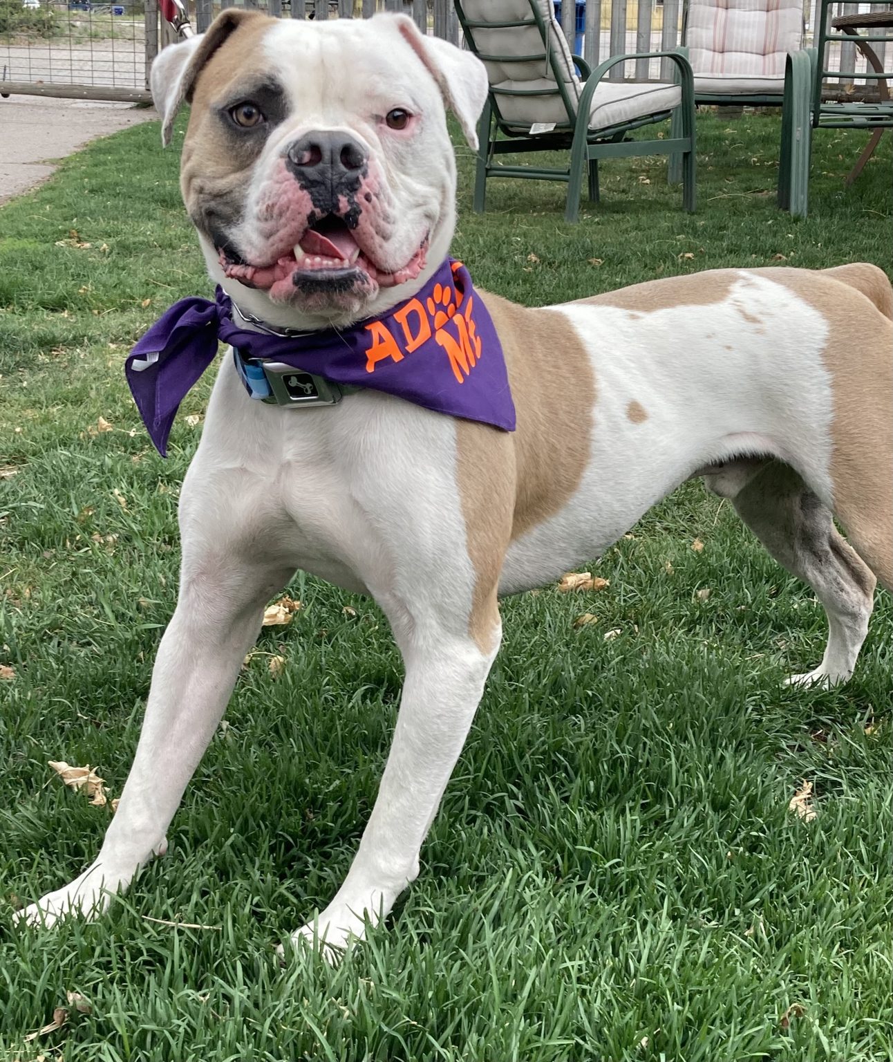 Adoptable Dogs – Montana Pittie Project