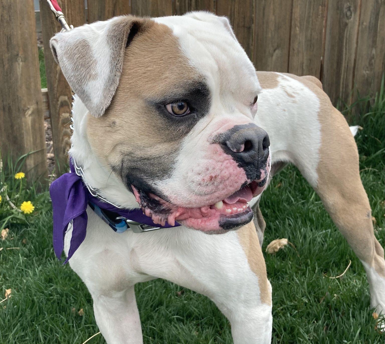 Adoptable Dogs – Montana Pittie Project