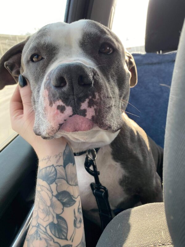 Montana Pittie Project – ENGAGING HEARTS & MINDS TO SAVE ALL THE PITTIES