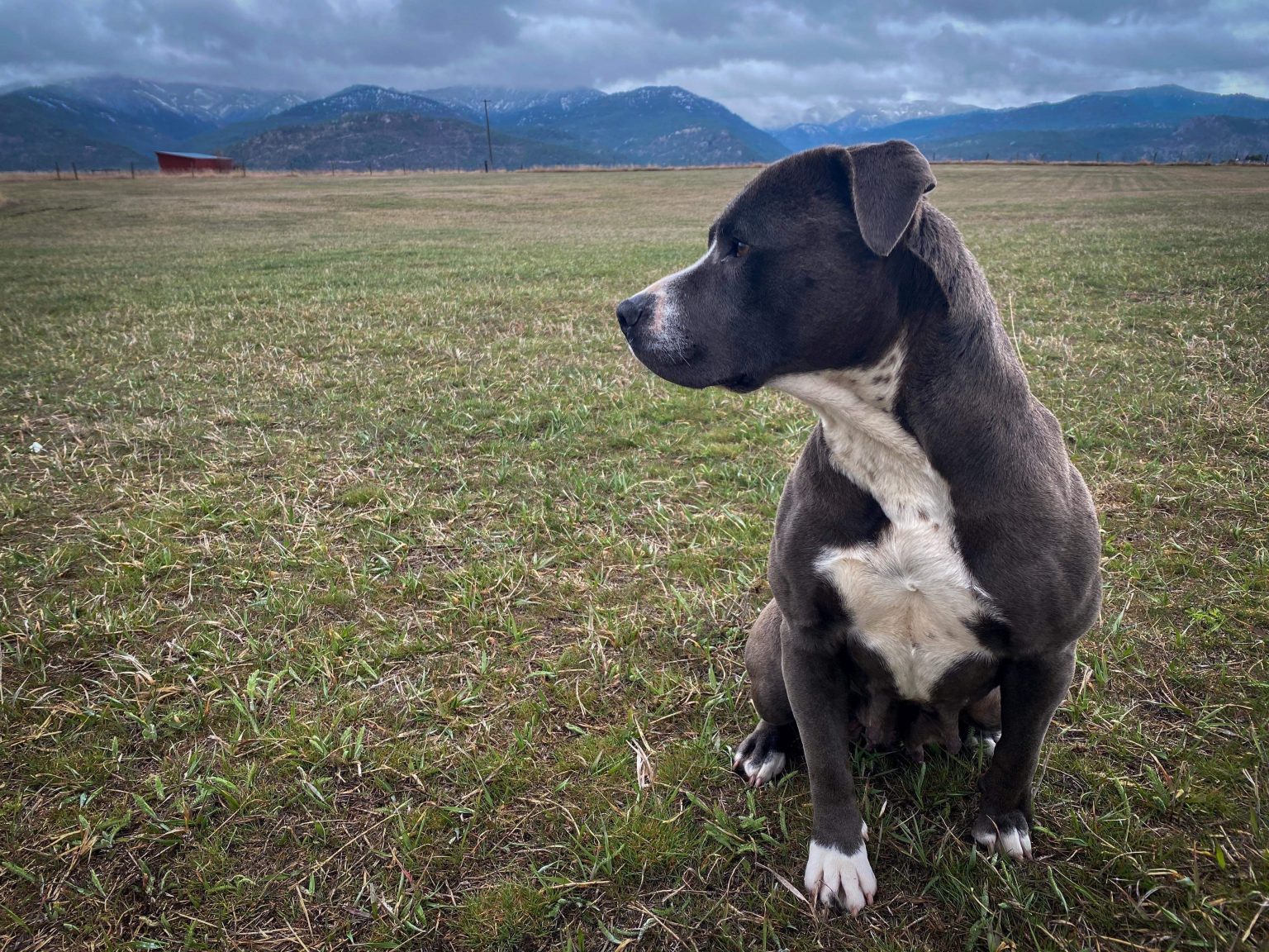 Adoptable Dogs – Montana Pittie Project